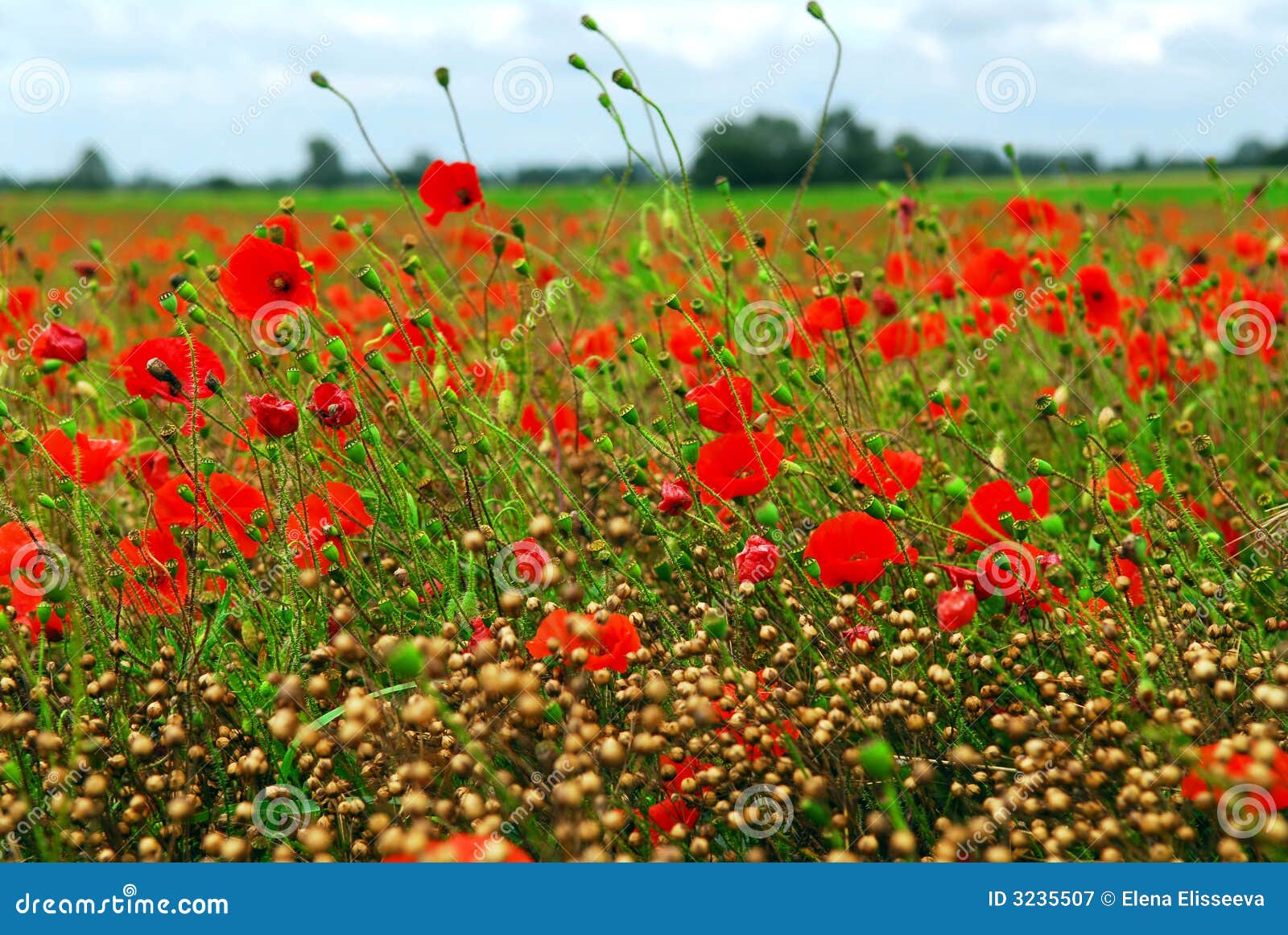 Poppy field stock image. Image of countryside, plant, france - 3235507