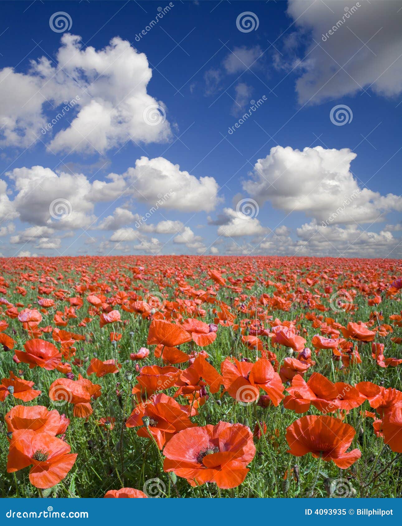 Poppy Field stock image. Image of peacefulness, tranquillity - 4093935