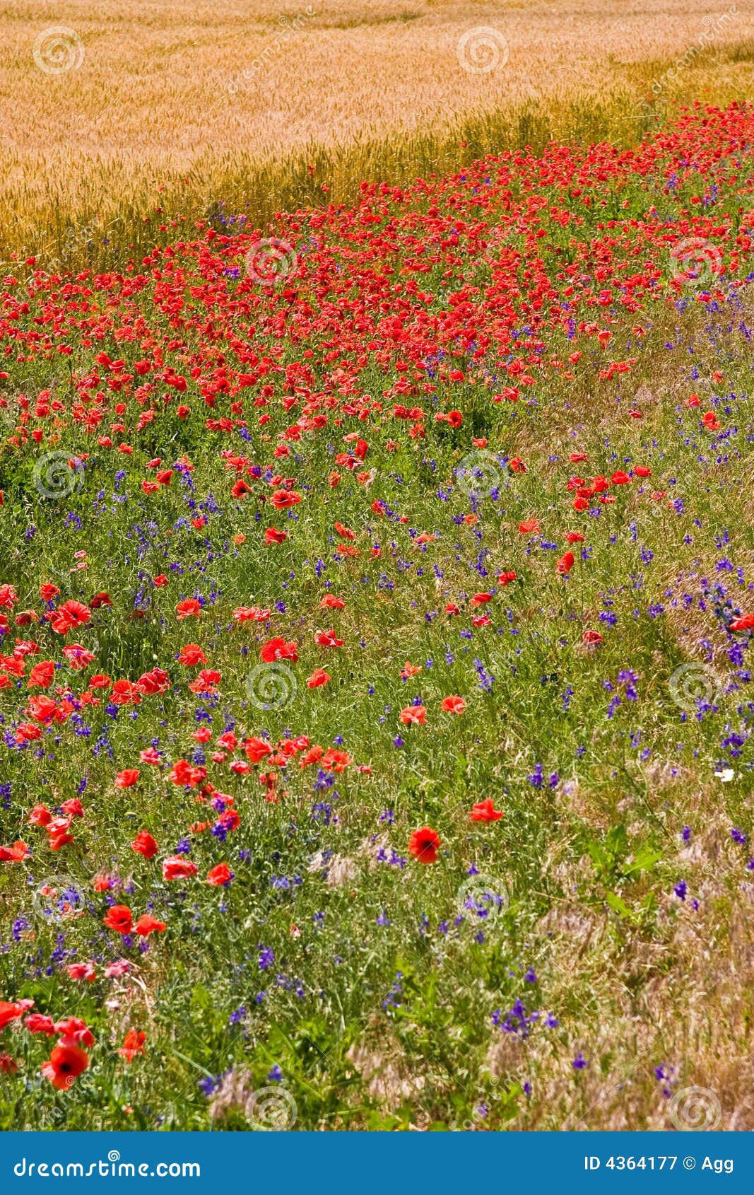 Poppy field stock image. Image of touristic, outdoor, veadow - 4364177
