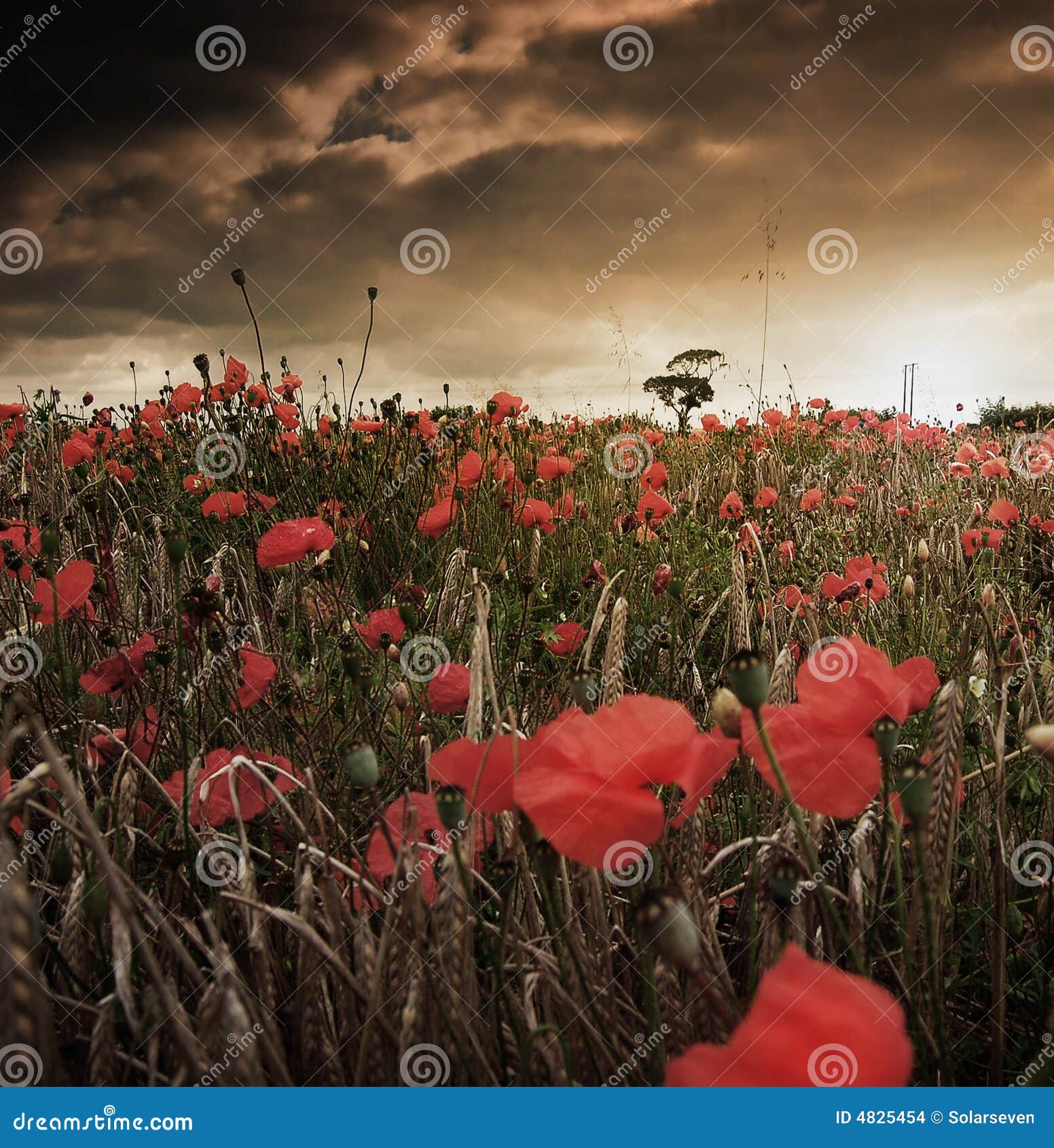 Poppy Field stock photo. Image of tree, poppy, field, cloud - 4825454
