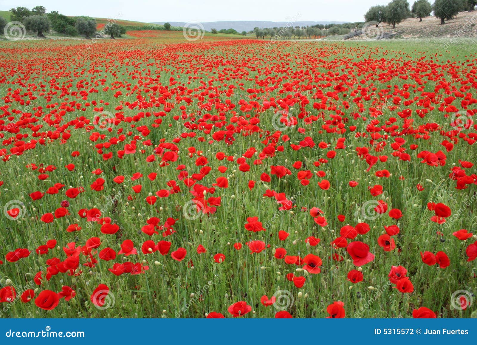 Poppy field stock photo. Image of beautiful, beauty, blooming - 5315572