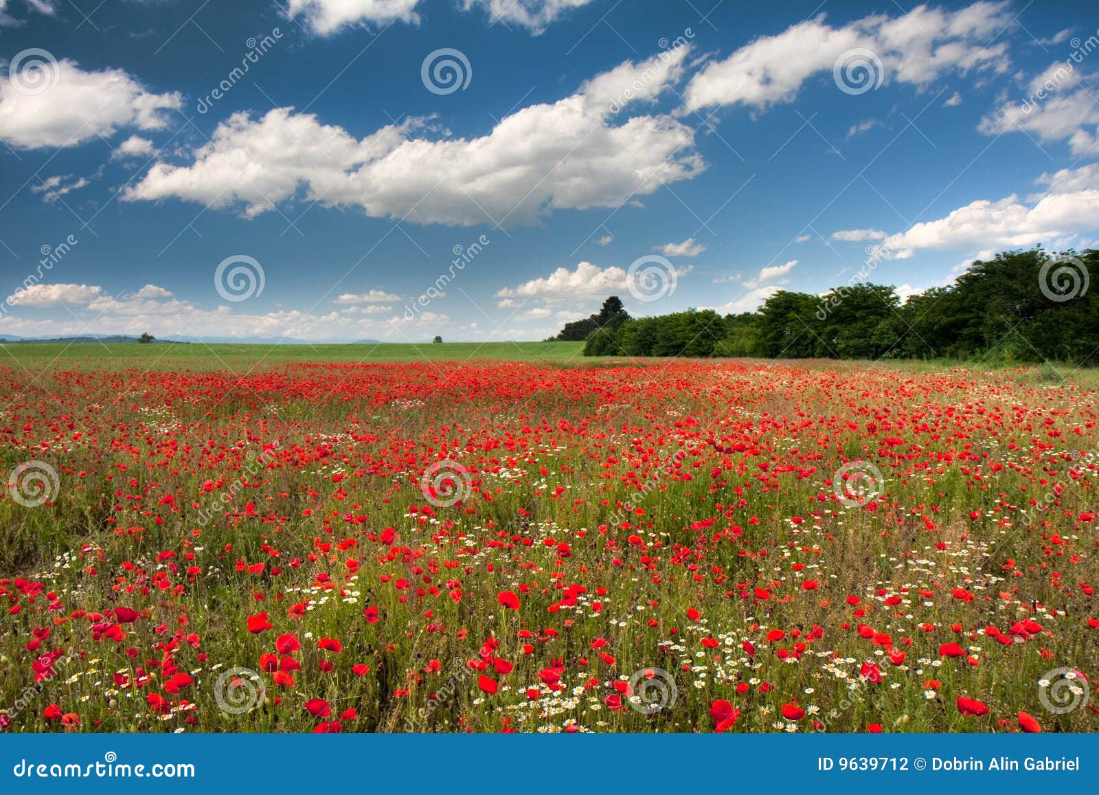 Poppy field stock photo. Image of blue, growing, clear - 9639712