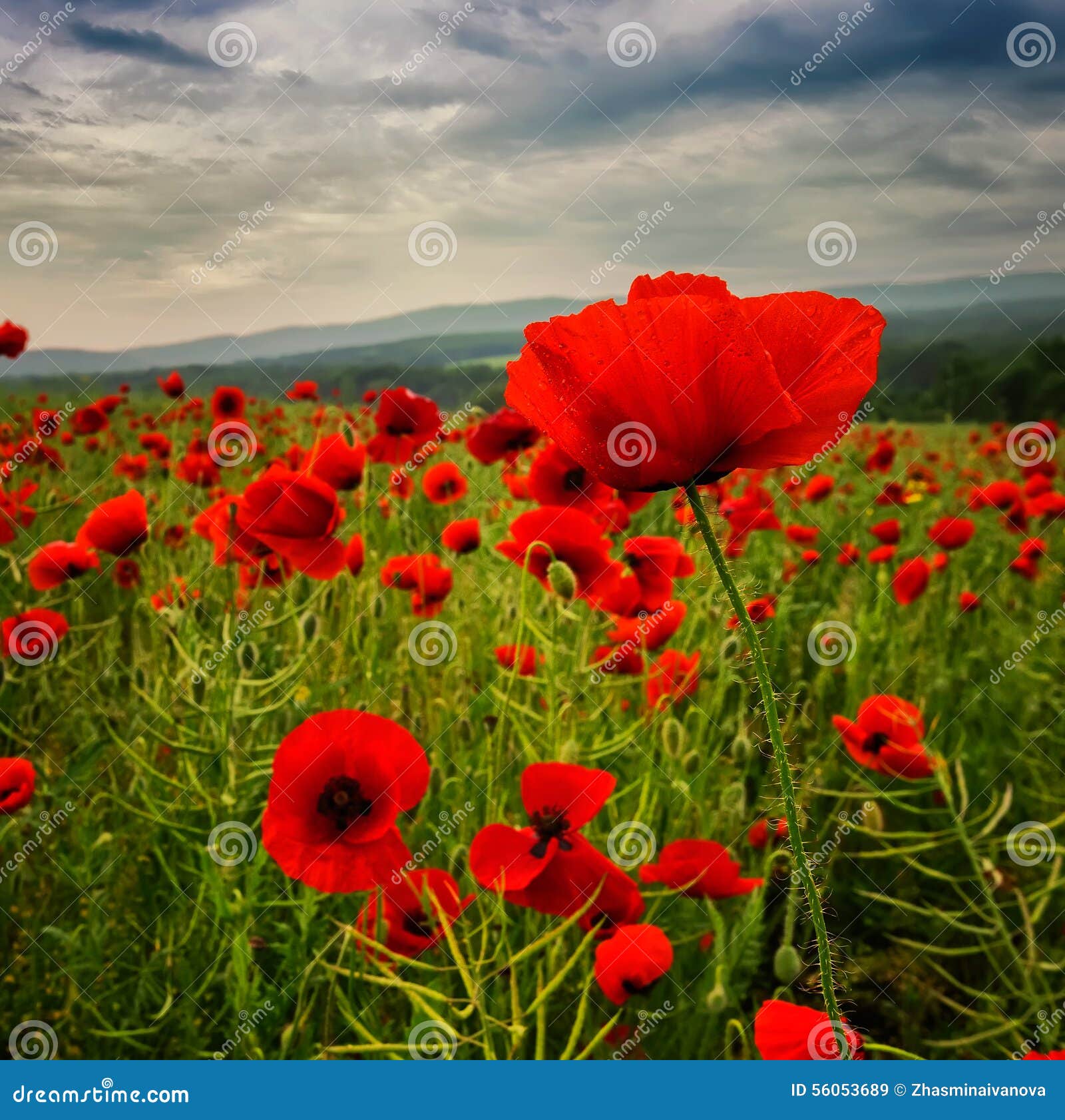 Poppy field stock image. Image of summer, outdoors, plant - 56053689
