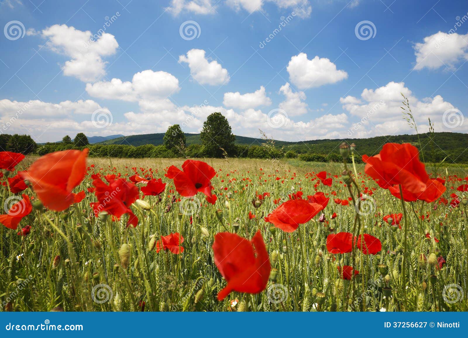 Poppy field stock image. Image of petal, cloud, rural - 37256627