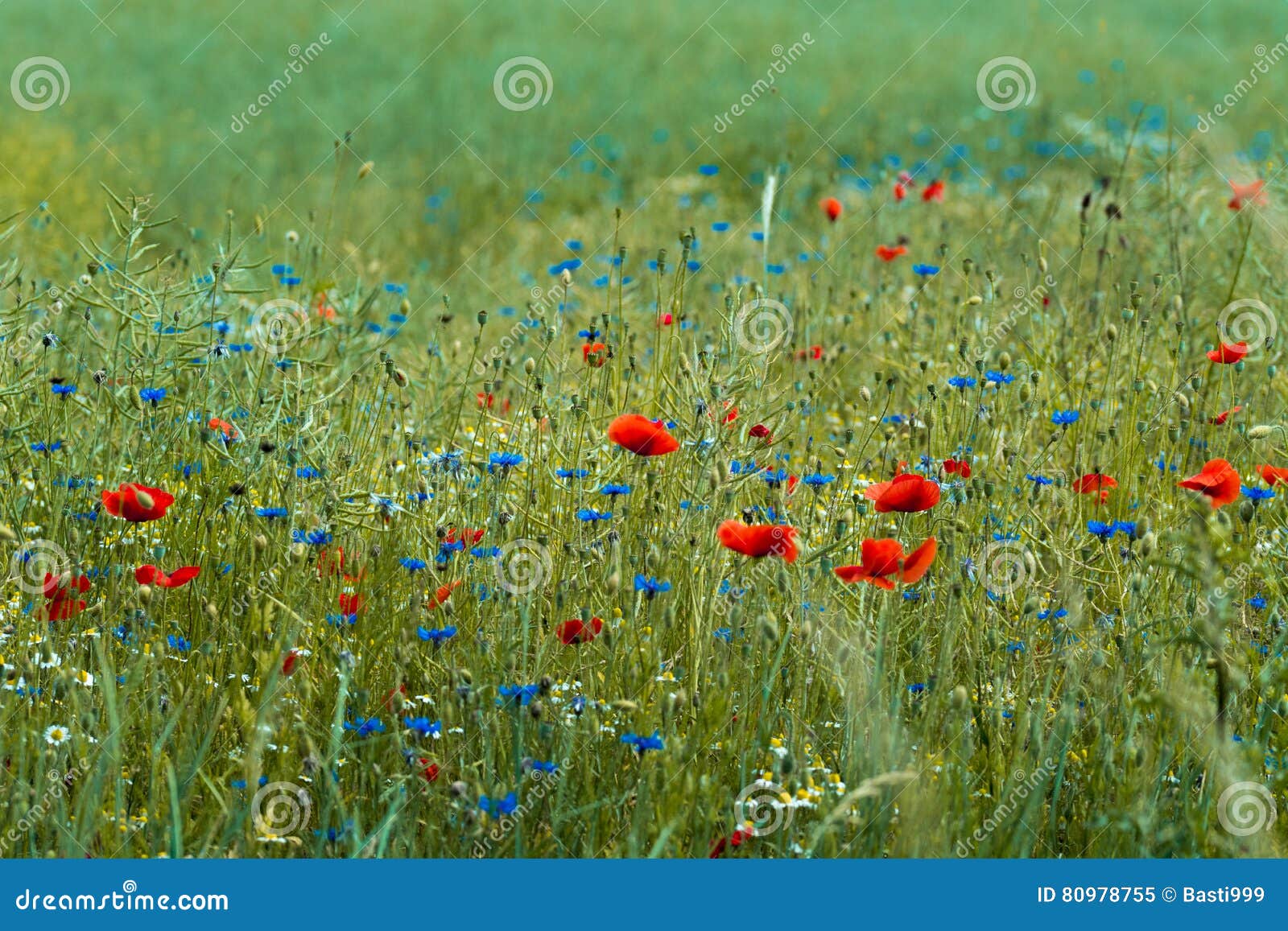 Poppy stock image. Image of field, green, blue, close - 80978755