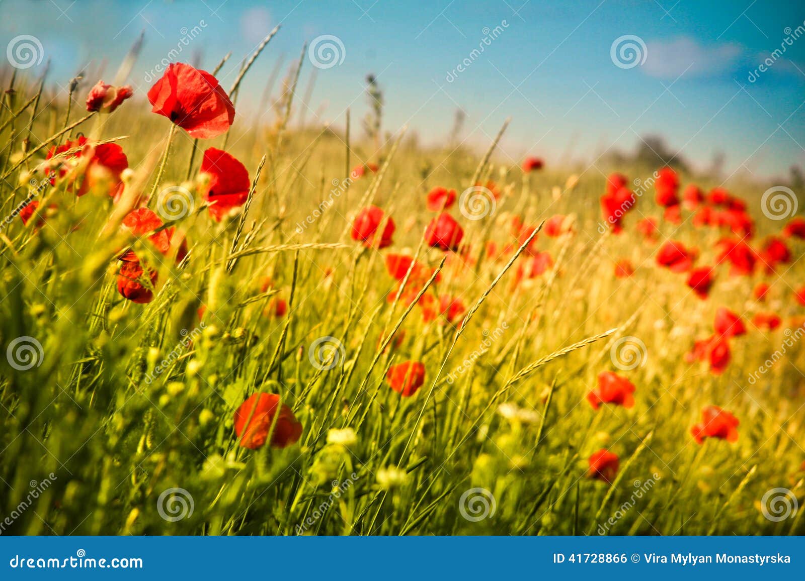 Poppy field and blue sky stock photo. Image of land, agricultural ...