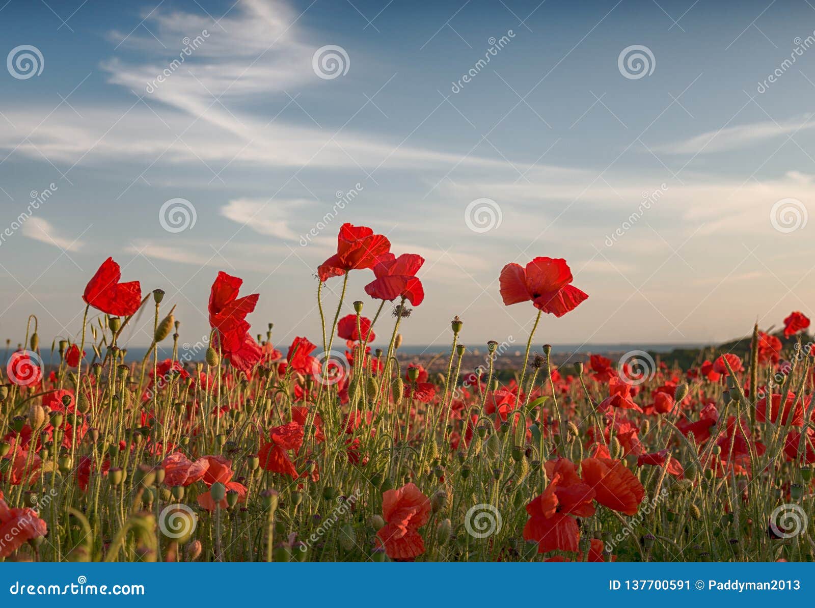 Poppy Field Papaver Rhoeas A Paradis For Insects Stock Photography ...