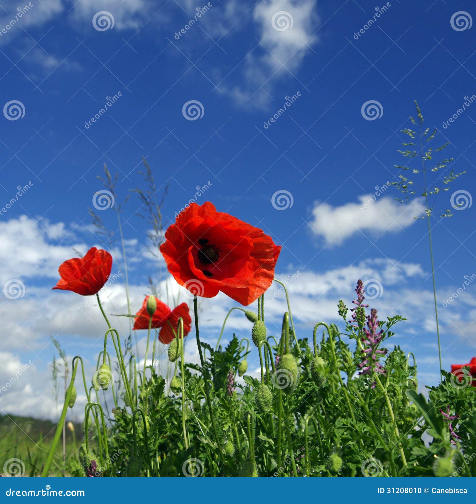 Poppy in a Field and Blue Sky Stock Photo - Image of flower, field ...