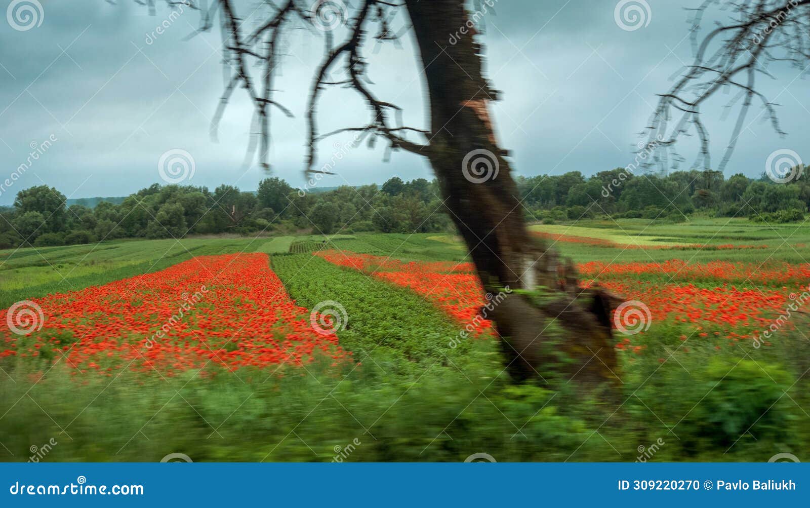 Poppy Field through the Car Window at Speed, Blurred Background for ...