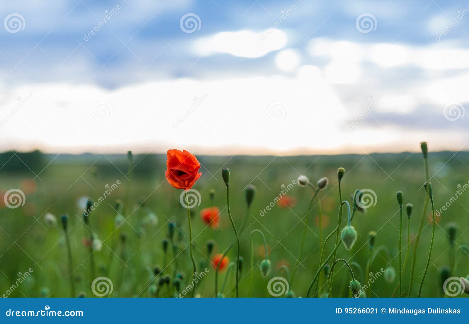 Poppy Field E Fundo Obscuro Imagem de Stock - Imagem de turbulência ...