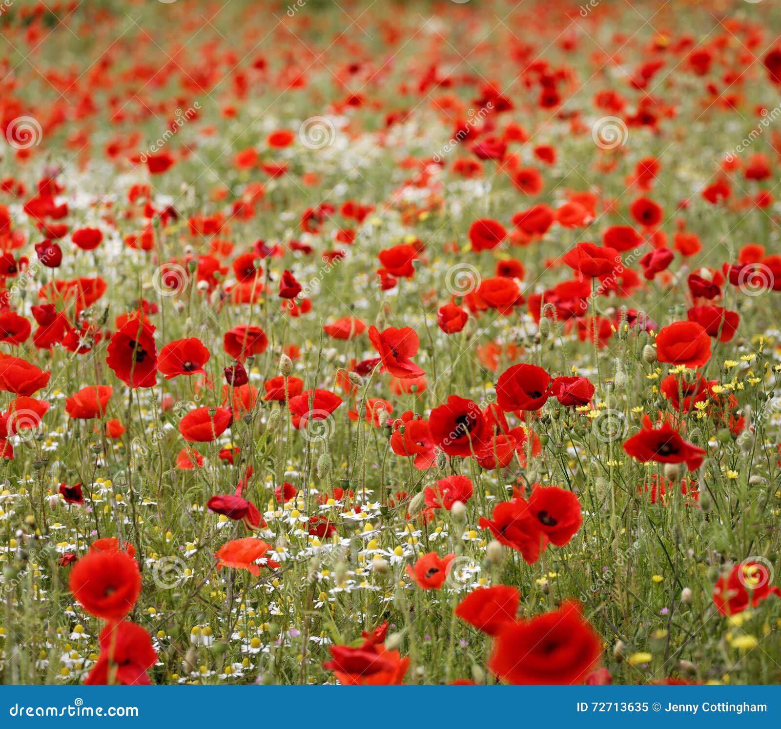 Poppy Field Group of Poppies Mixed with Wild Daisies. Stock Image ...