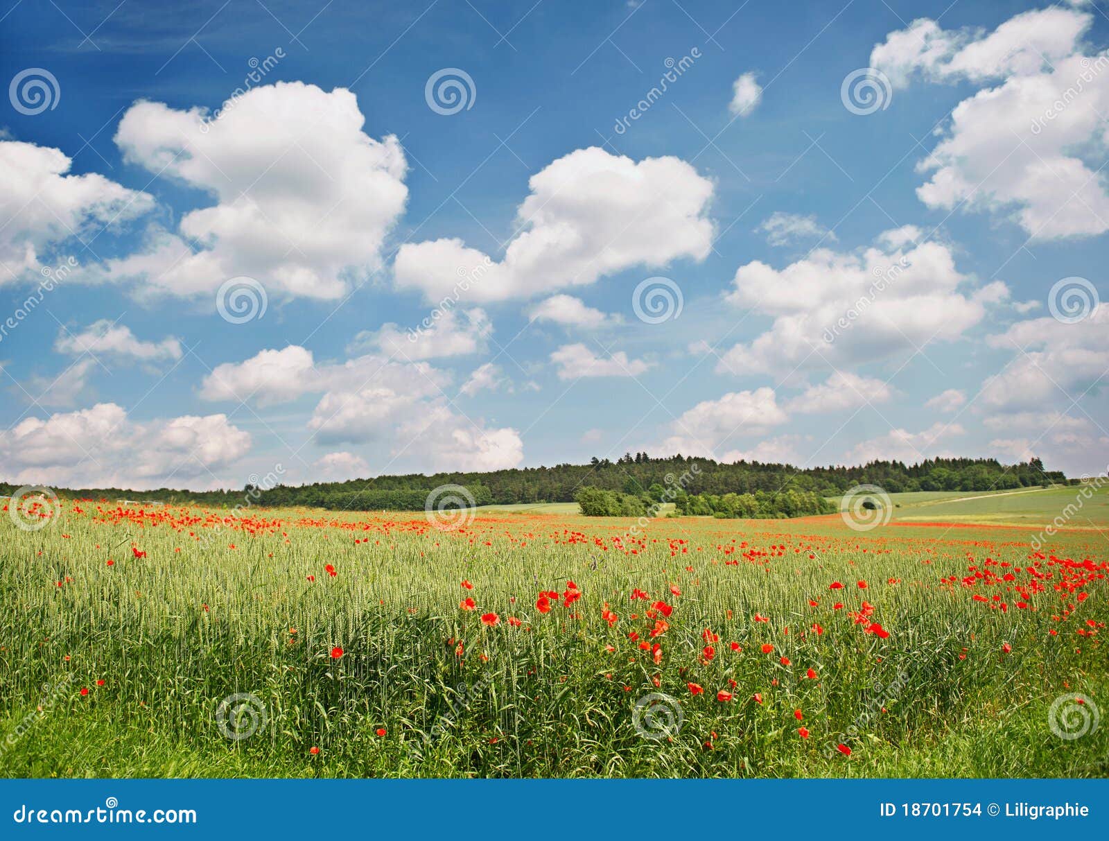 Poppy field. Landscape stock photo. Image of poppy, herbal - 18701754
