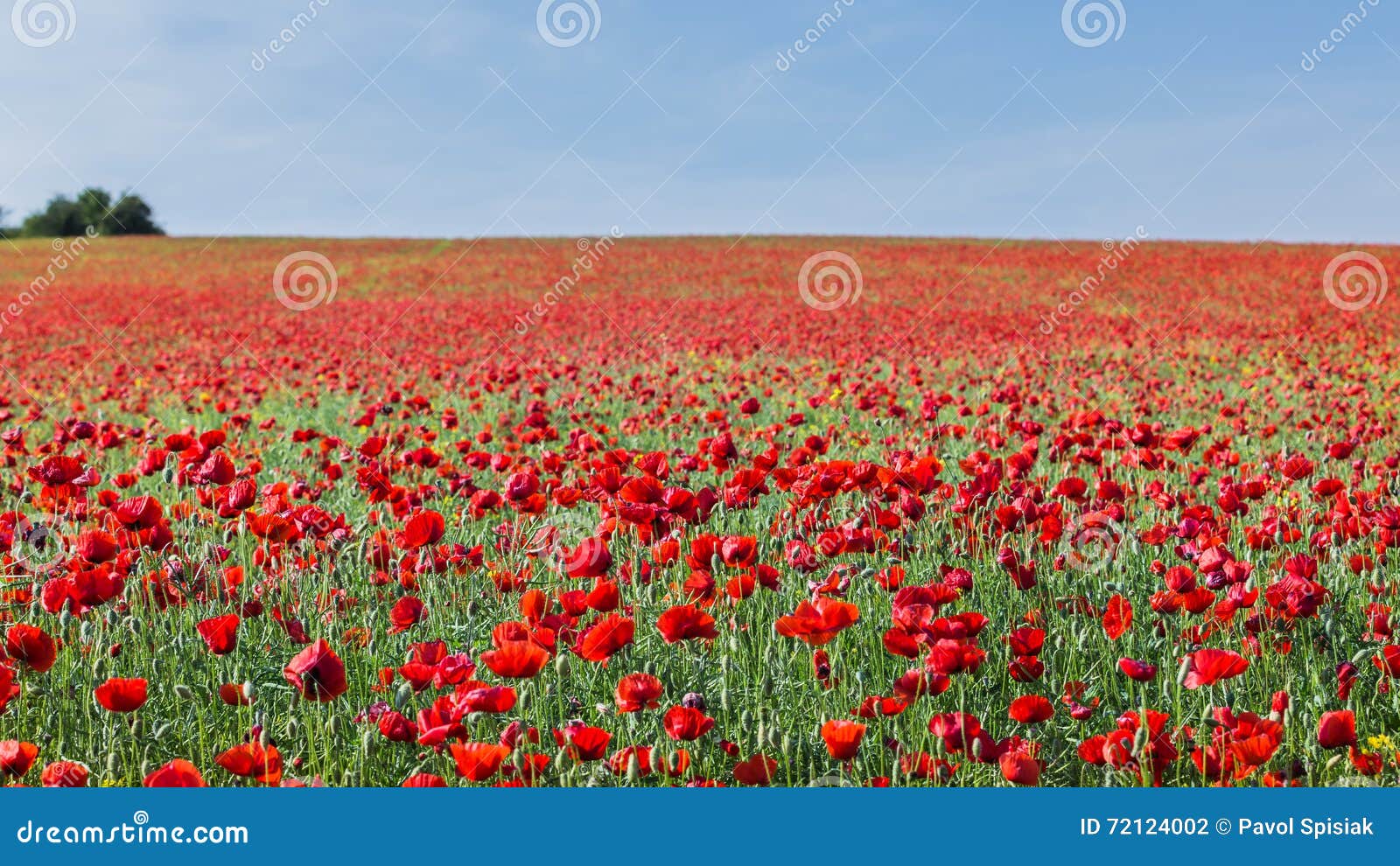 Poppy field . stock photo. Image of floral, flora, field - 72124002