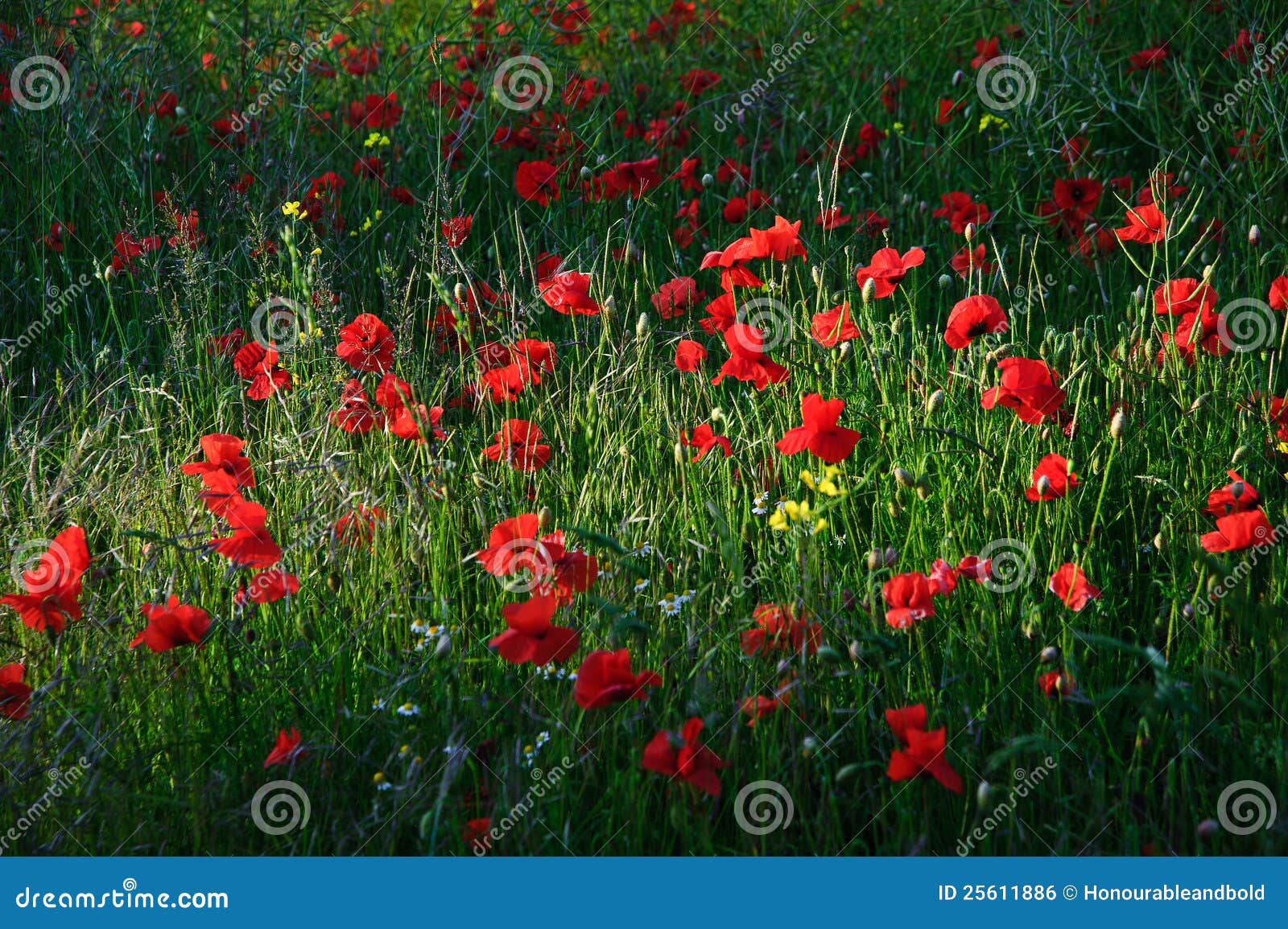 Poppy Field Landscape in Countryside Stock Photo - Image of opium ...