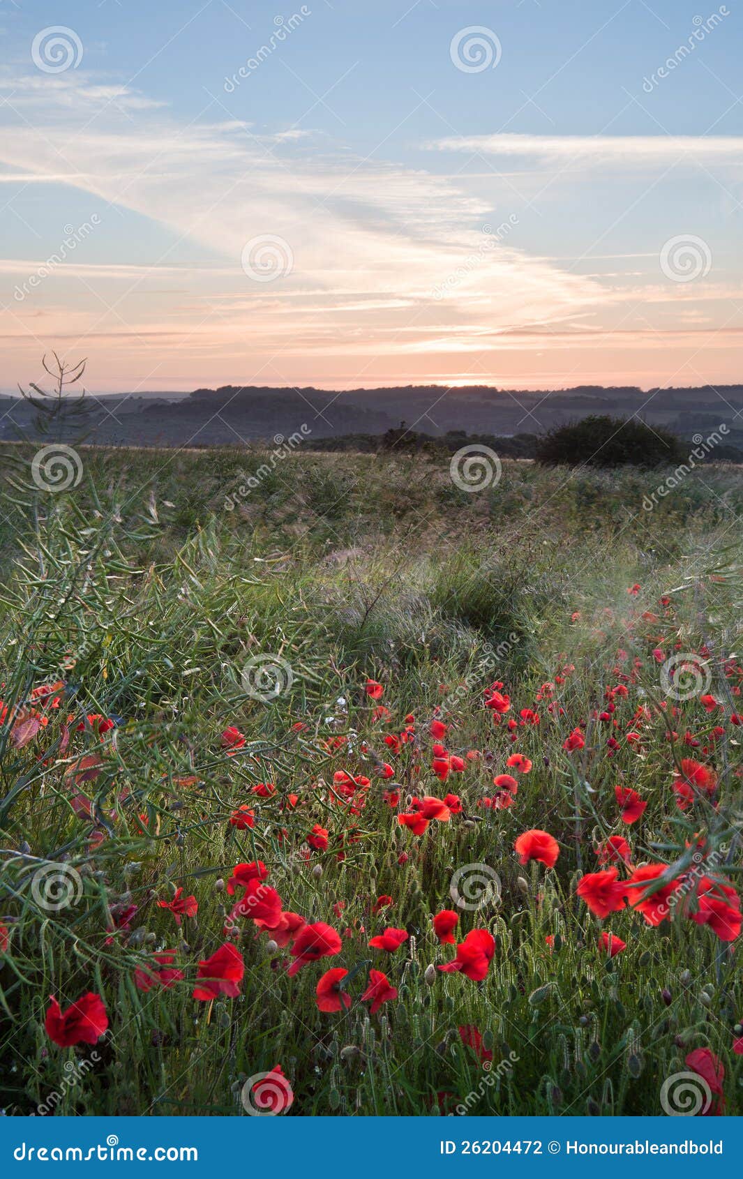 Poppy Field Landscape in Countryside Stock Photo - Image of opium ...
