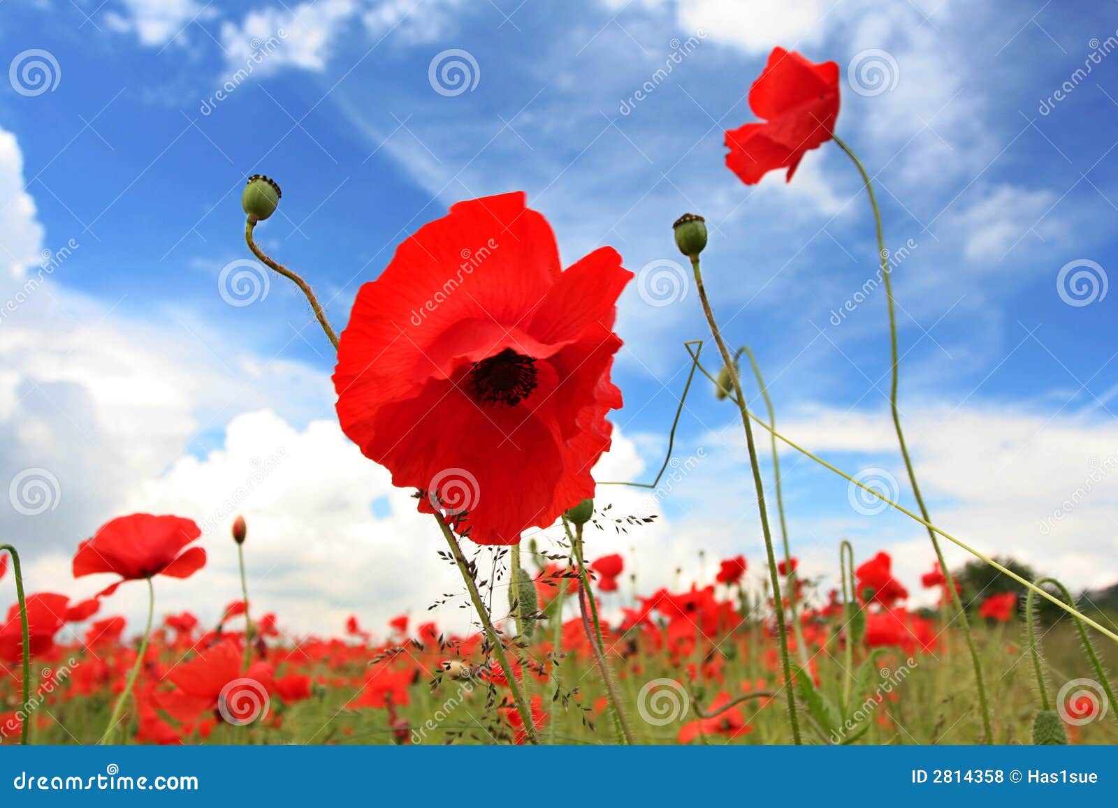 Poppy Field Lanscape stock photo. Image of landscape, agriculture - 2814358