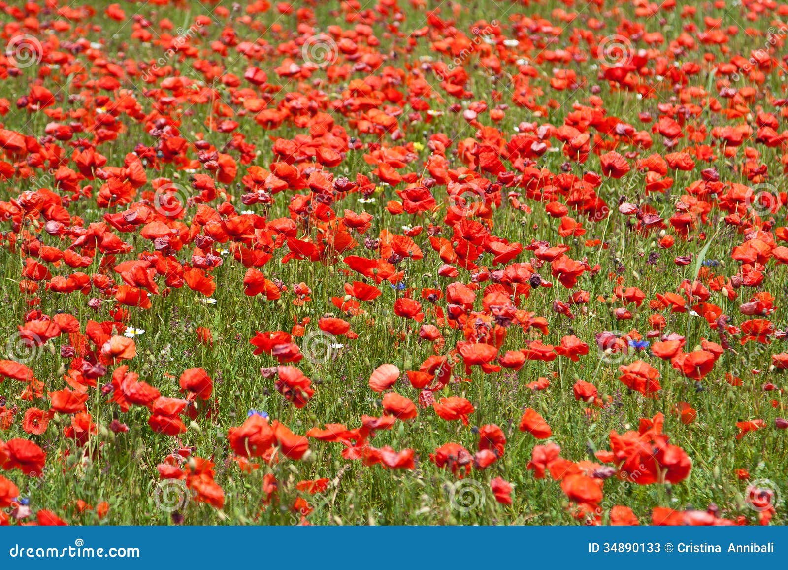 Poppy stock image. Image of earth, meadow, europe, poppies - 34890133