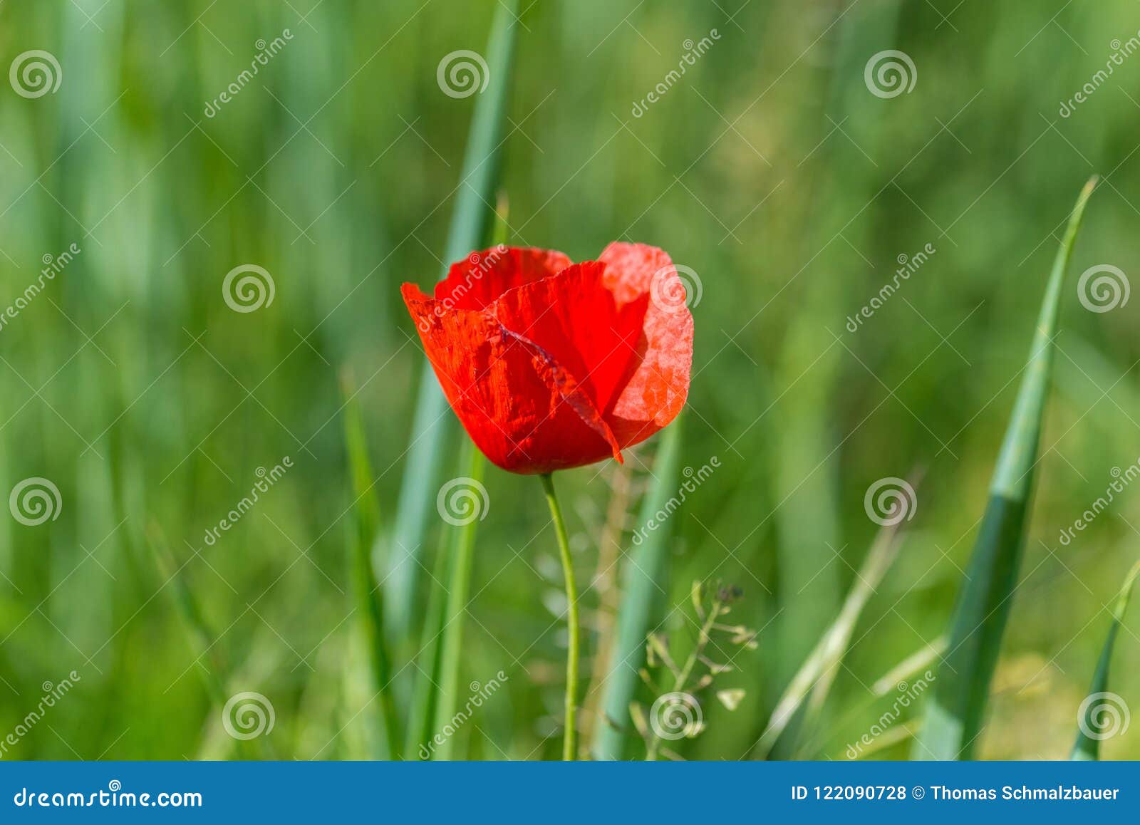 Poppy on a field in spring stock photo. Image of landscape - 122090728
