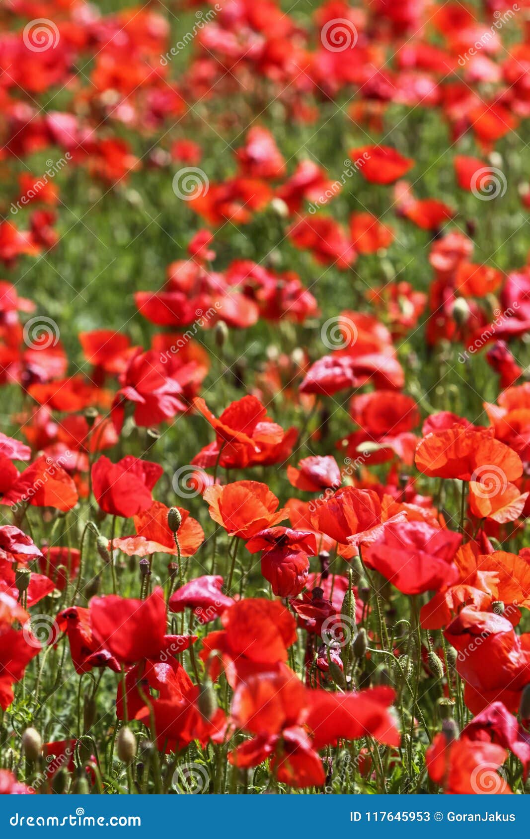 Poppy field in spring stock image. Image of midday, outdoors - 117645953