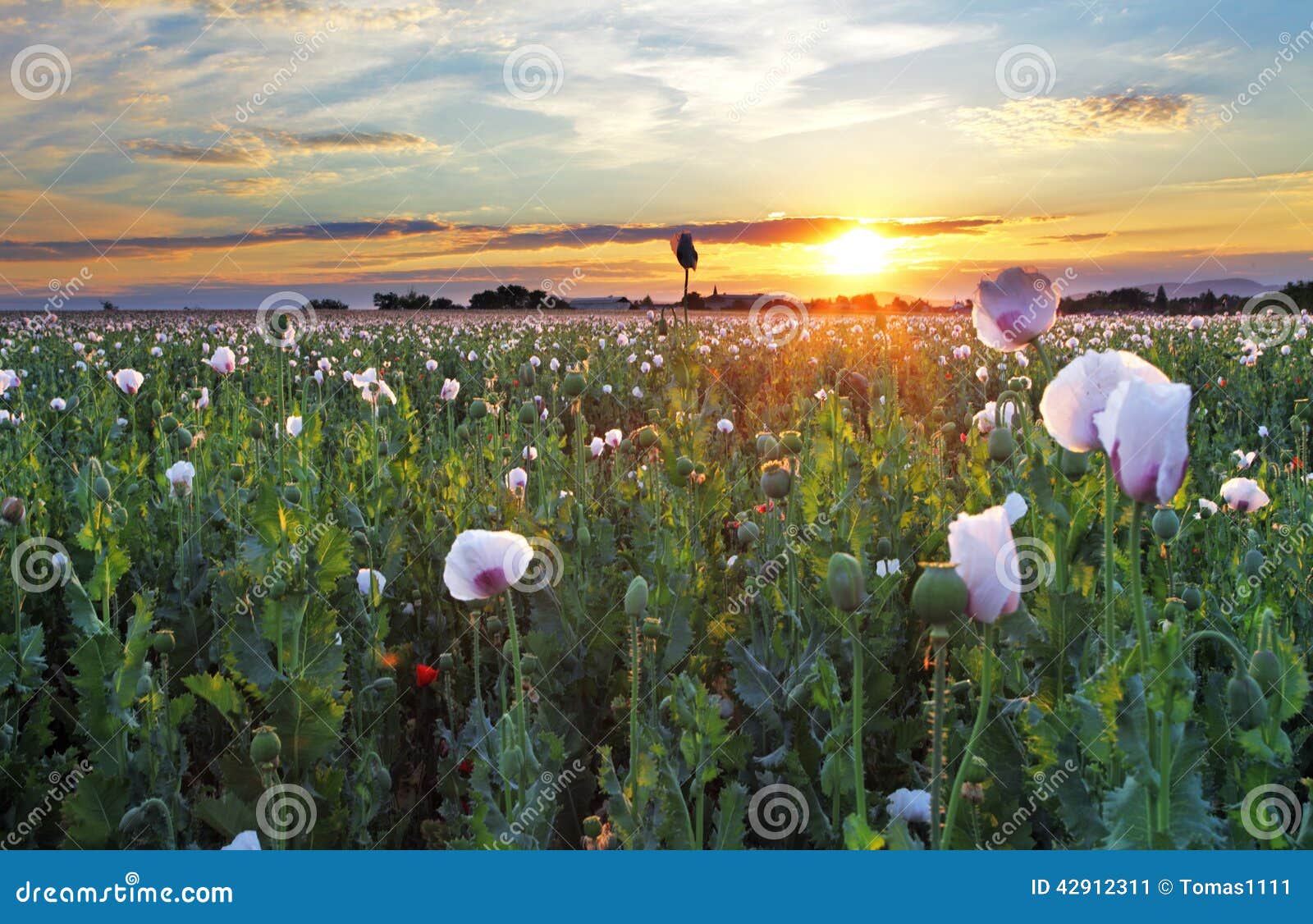 Poppy field at sunset stock image. Image of blue, country - 42912311