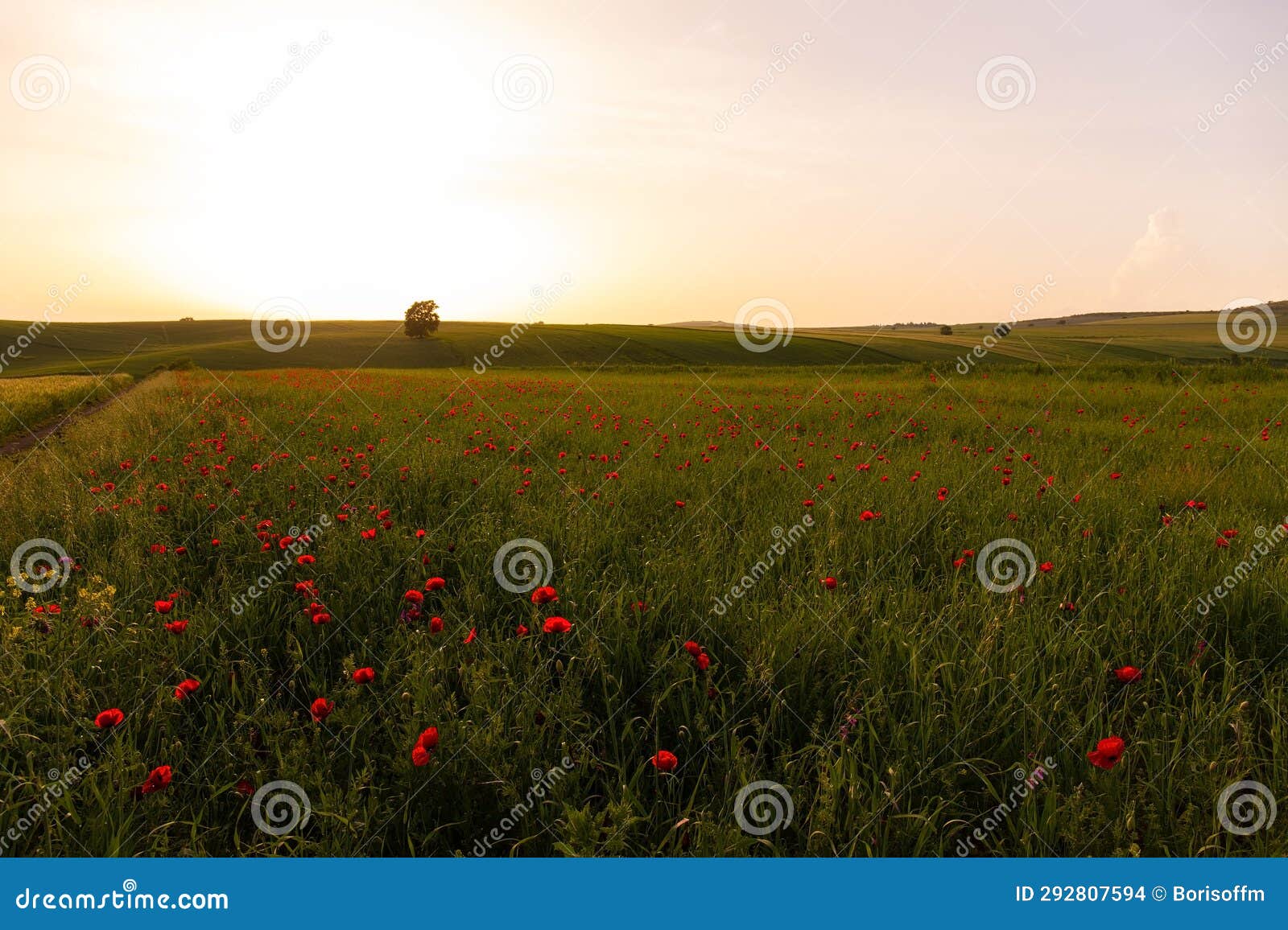 Poppy field at sunset stock photo. Image of field, beauty - 292807594