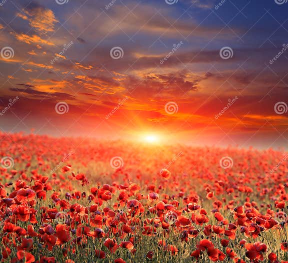Poppy field on sunset stock image. Image of park, rural - 32369757