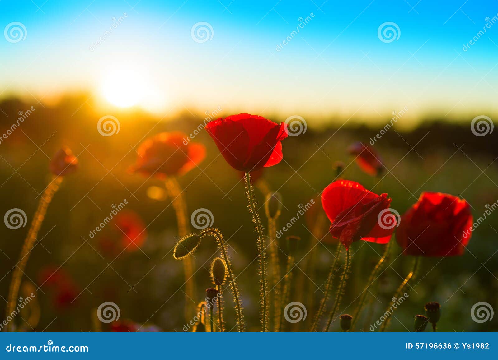 Poppy field at sunset stock photo. Image of orange, light - 57196636