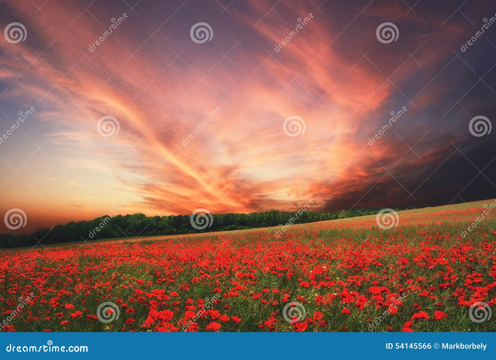 Poppy Field at Sunset Time, Hungary Stock Photo - Image of color ...