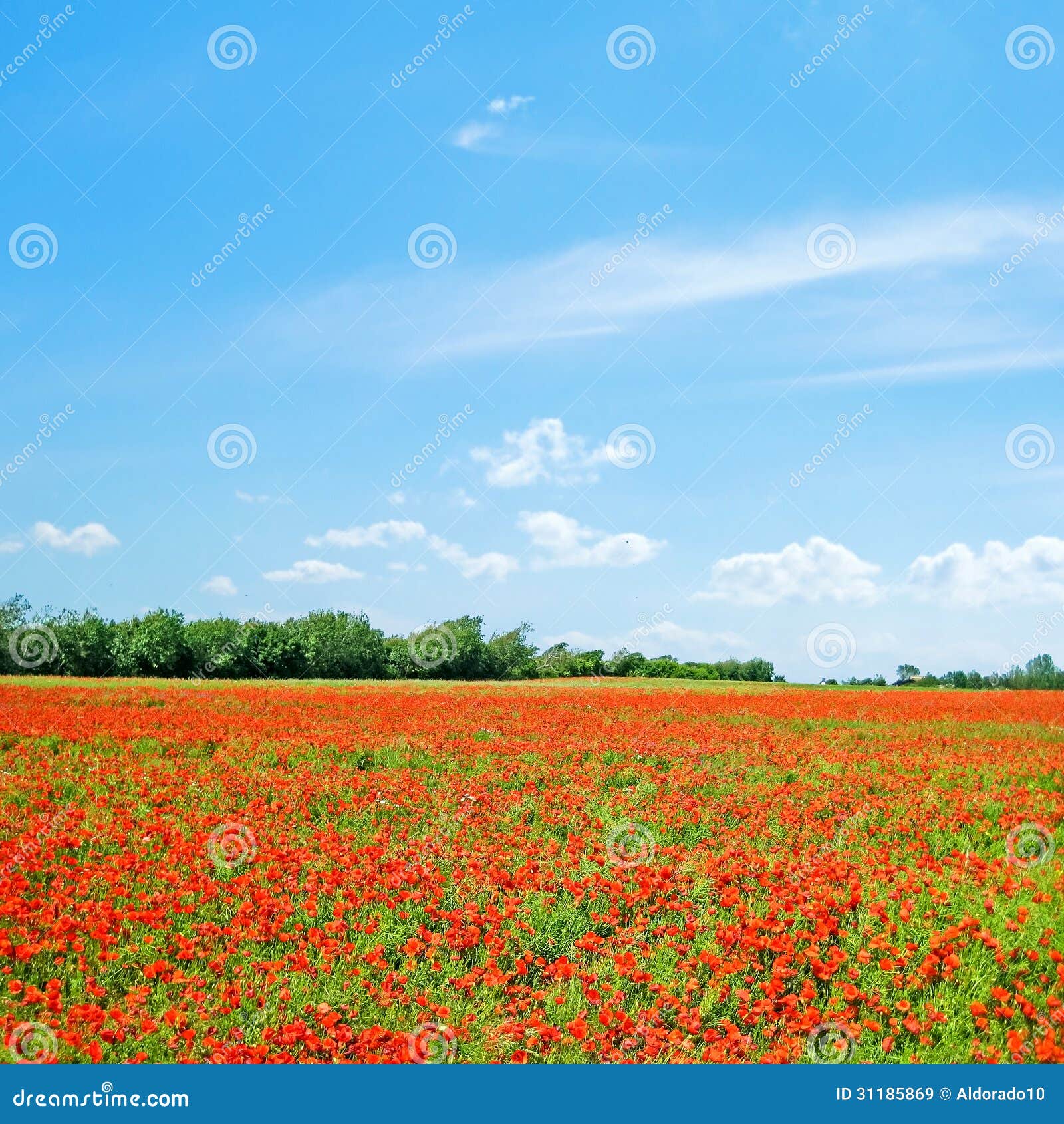 Poppy field stock image. Image of grass, field, garden - 31185869