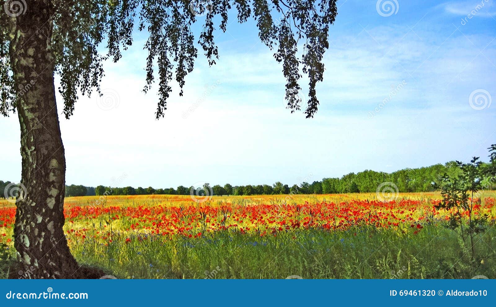 Poppy field stock photo. Image of natural, green, bloom - 69461320