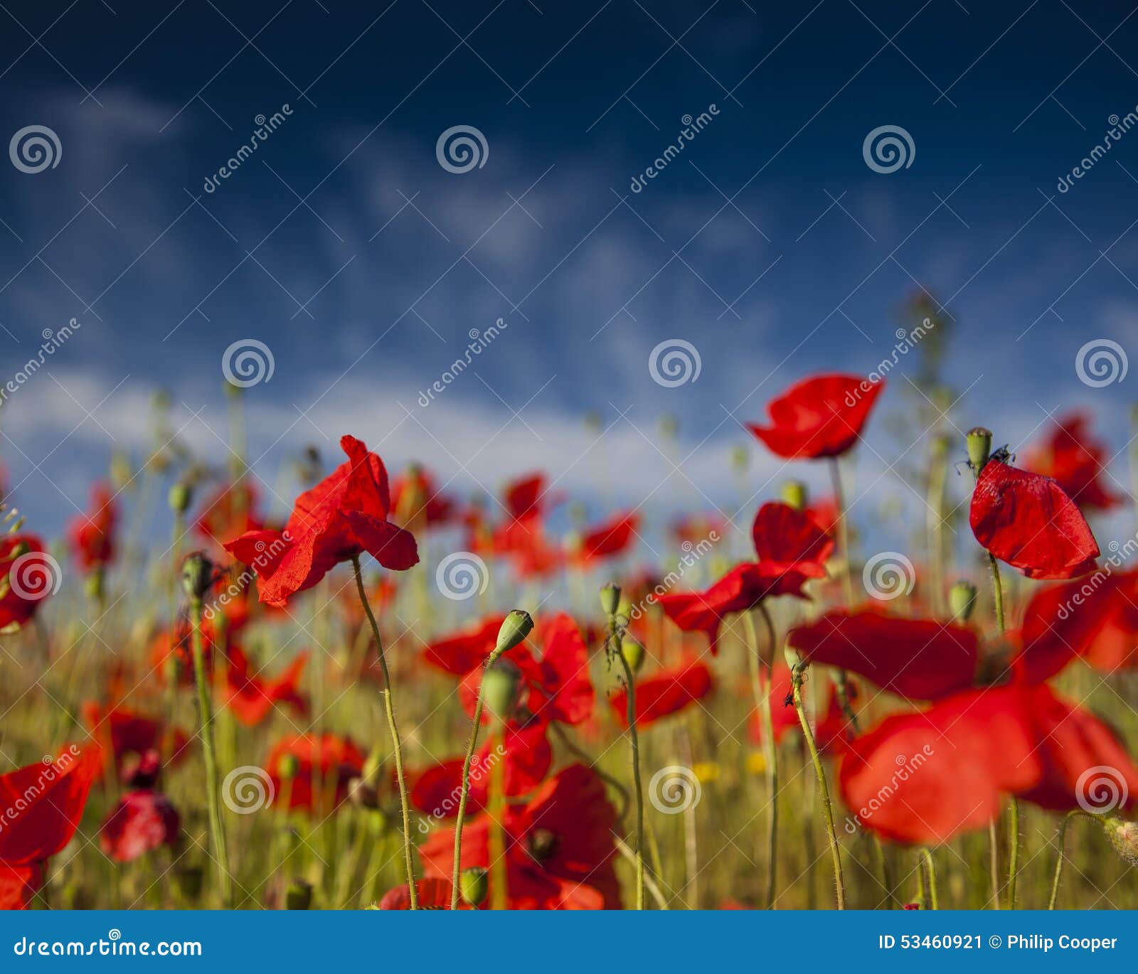 Poppy Field stock image. Image of meadow, poppy, field - 53460921
