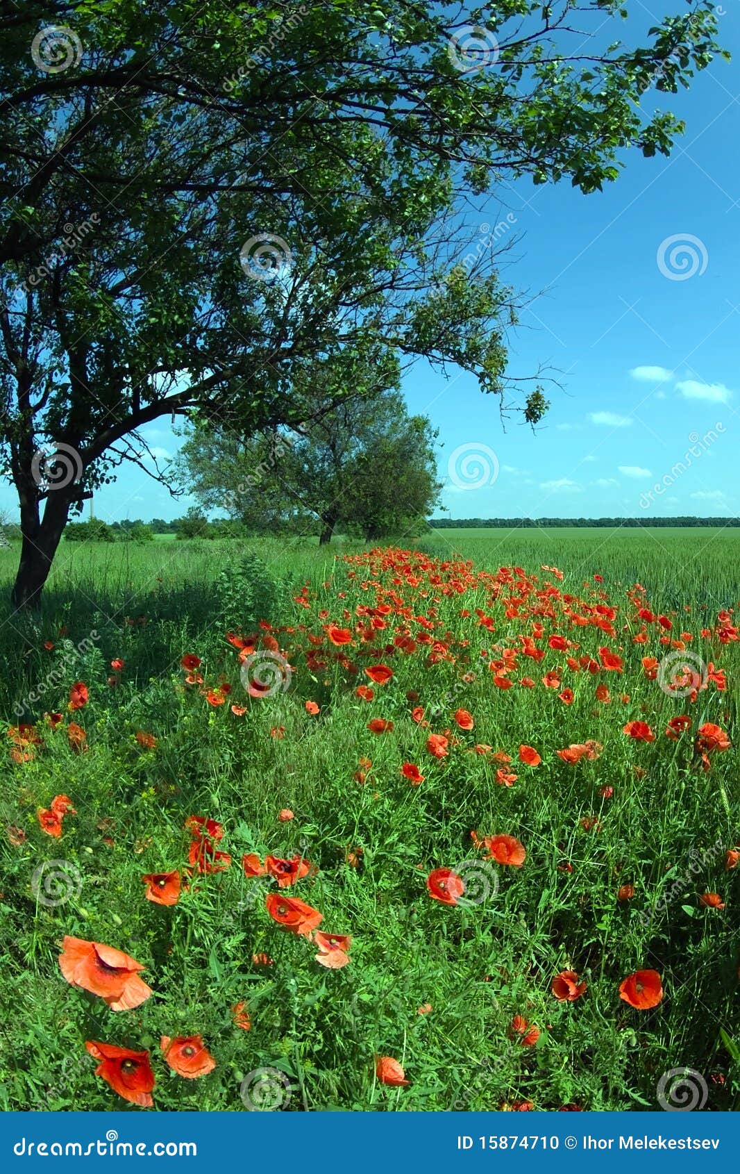 Poppy fields stock photo. Image of green, stems, field - 15874710