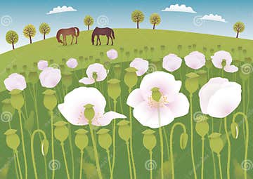 Poppy fields stock vector. Illustration of opium, head - 19437261