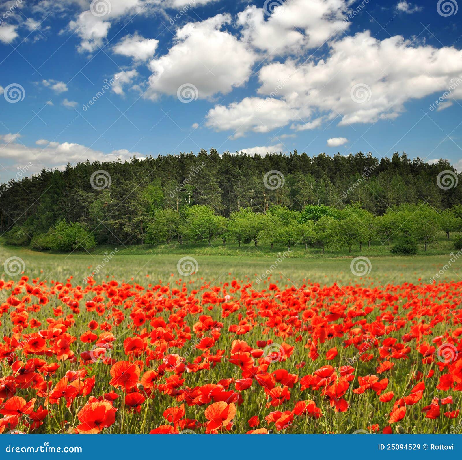 Poppy fields stock image. Image of flower, bloom, gardening - 25094529