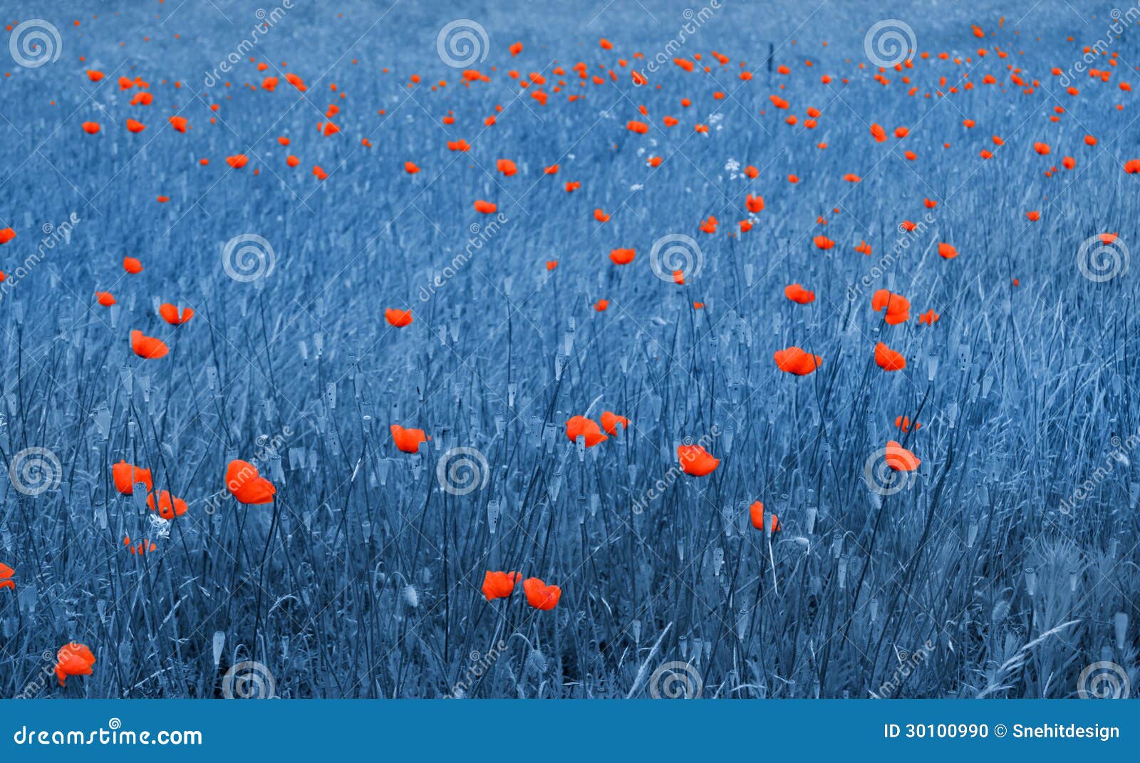 Poppy field stock photo. Image of floral, isolated, color - 30100990