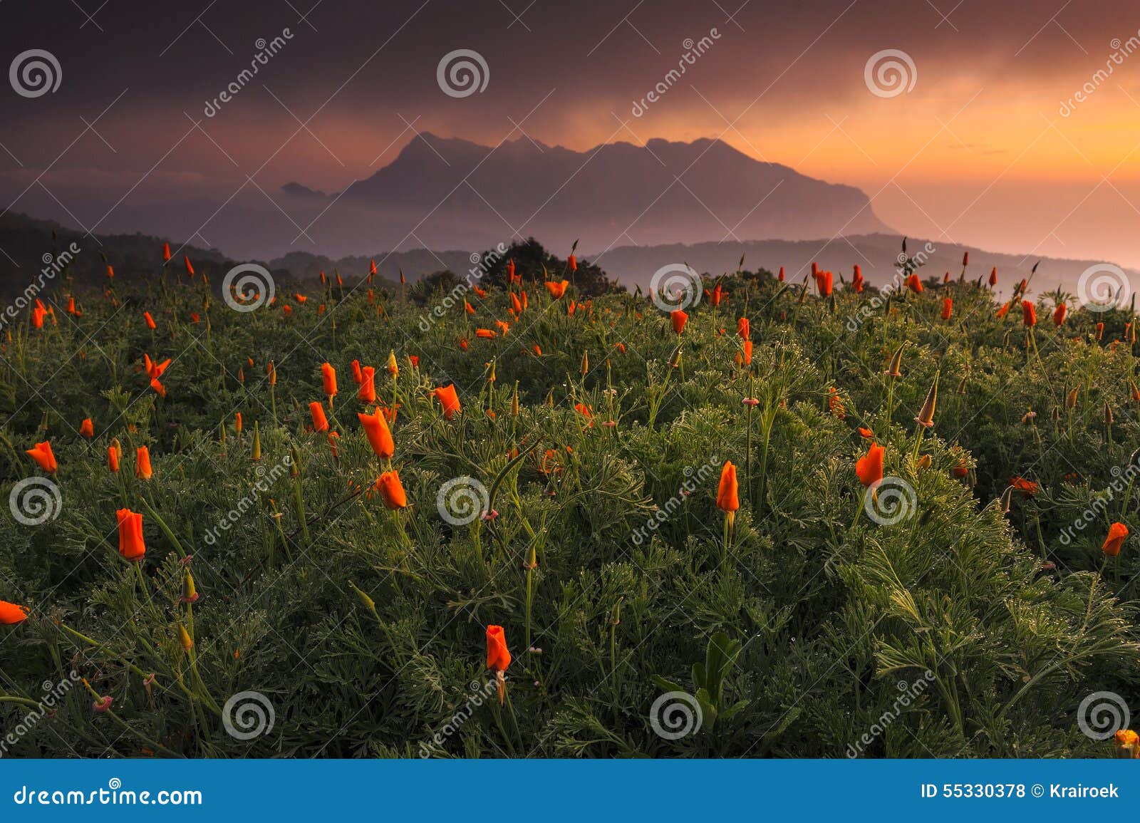 Poppy Fields, Chiangmai, Thailand Stock Photo - Image of field, petal ...