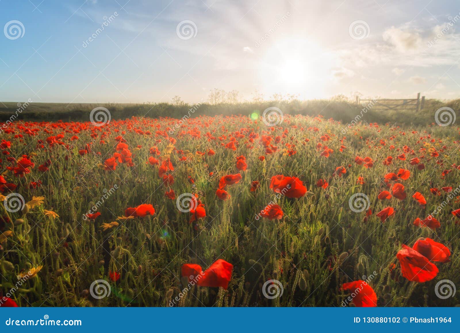 Poppy Fields in Cornwall UK with Sunlight and Sunrays Stock Photo ...