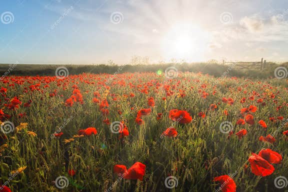 Poppy Fields in Cornwall UK with Sunlight and Sunrays Stock Photo ...
