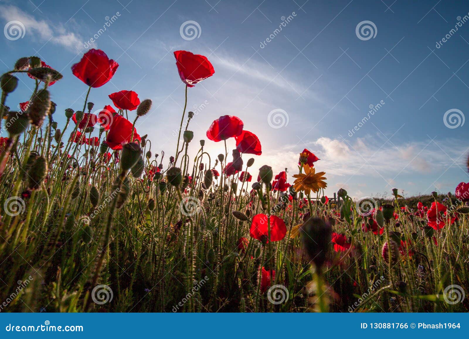 Poppy Fields in Cornwall UK with Sunlight and Sunrays Stock Photo ...