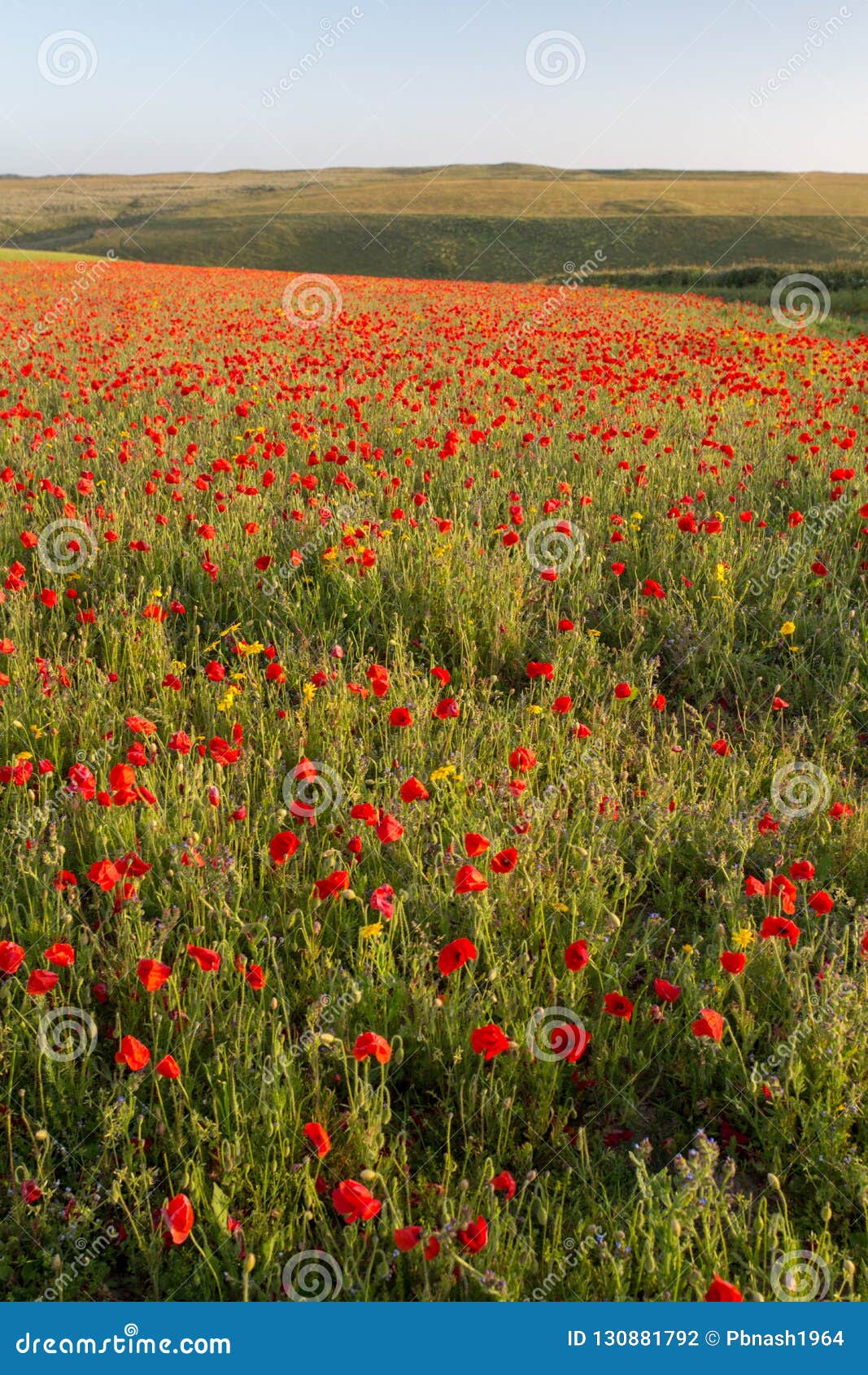 Poppy Fields in Cornwall UK with Sunlight and Sunrays Stock Photo ...