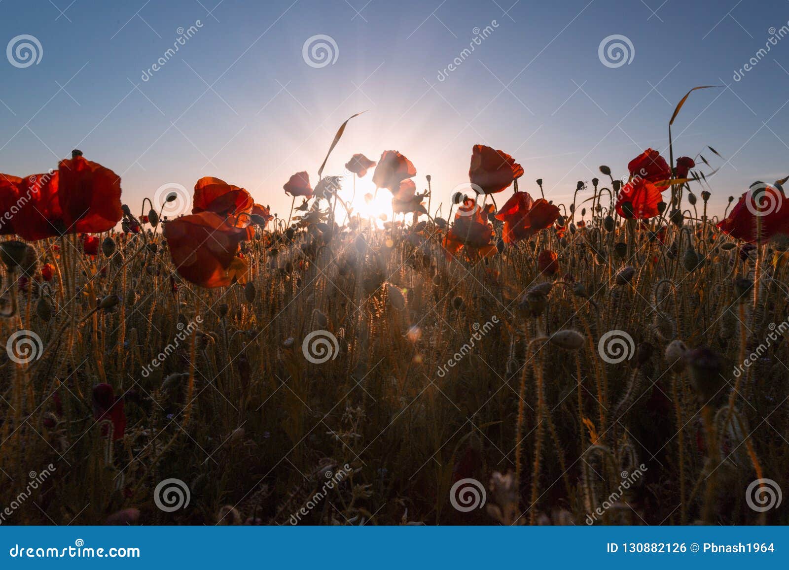 Poppy Fields in Cornwall UK with Sunlight and Sunrays Stock Photo ...