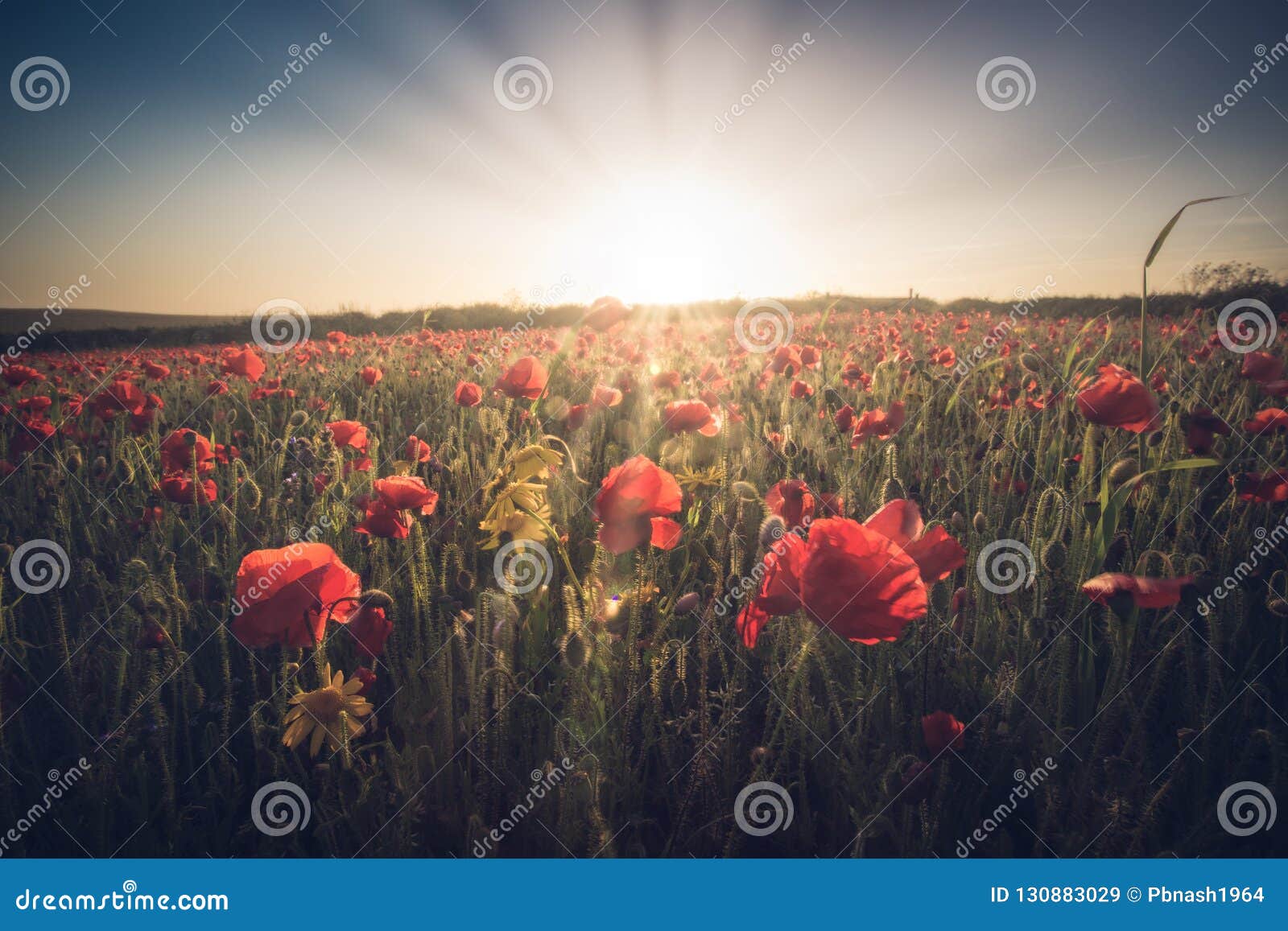 Poppy Fields in Cornwall UK with Sunlight and Sunrays Stock Image ...