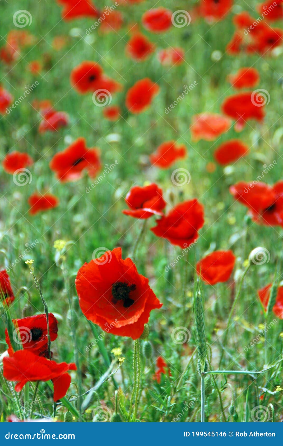 Poppy Fields in an English Summer Stock Photo - Image of spring ...