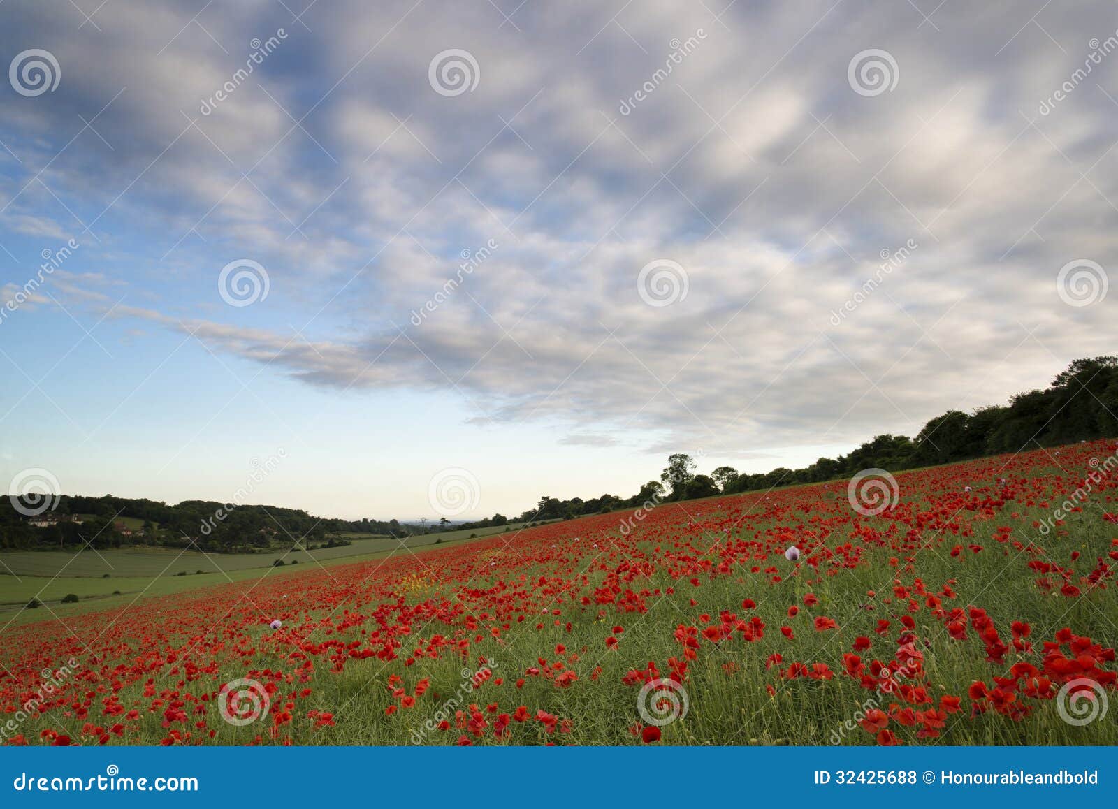 Poppy Fields Landscape Summer Sunset. Stock Photo - Image of flowers ...