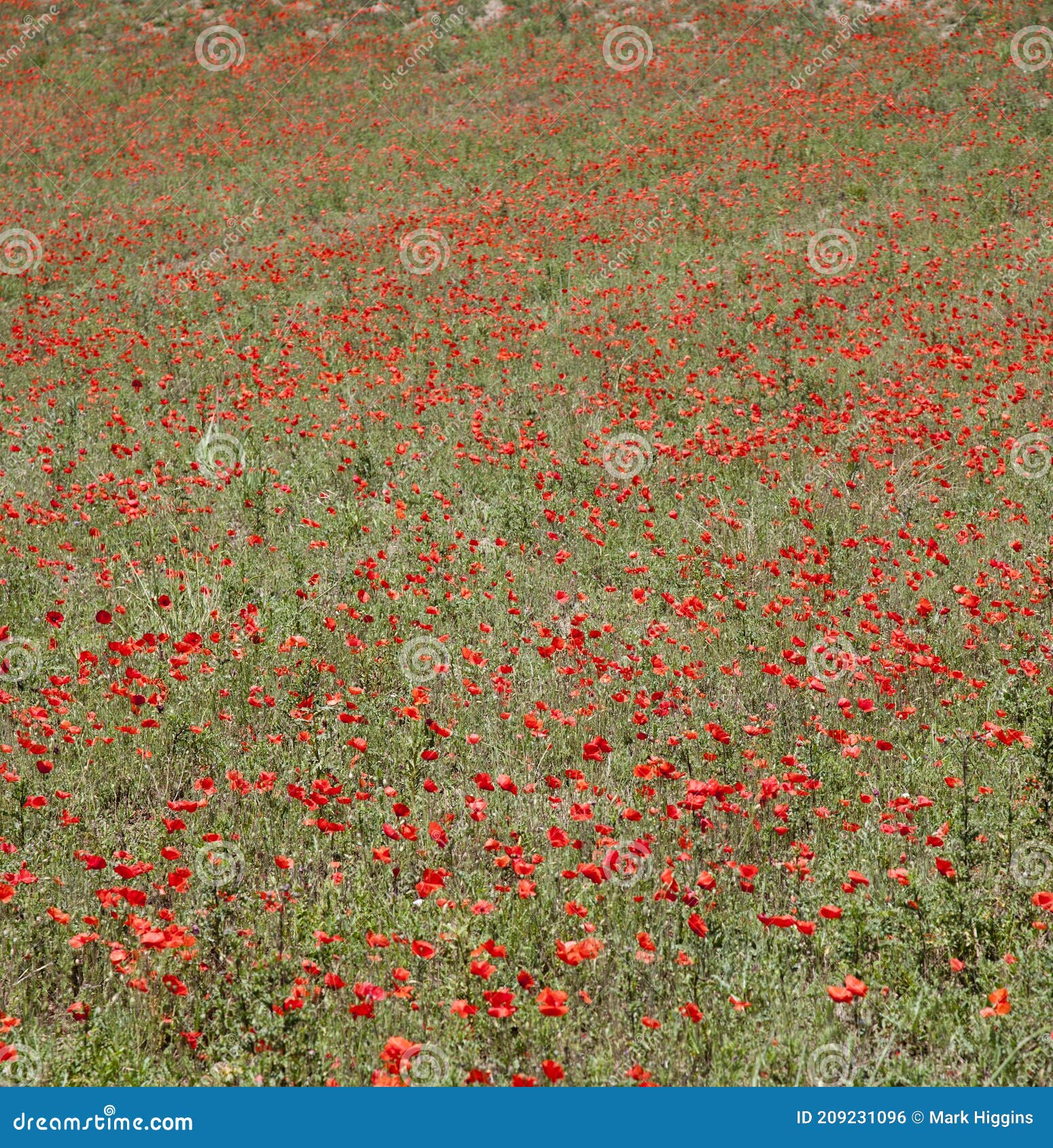 Poppy Fields in Provence France Stock Photo - Image of wheat, provence ...