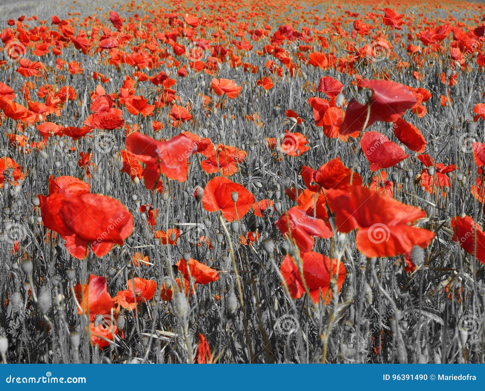 Poppy Fields stock photo. Image of protective, gray, flora - 96391490