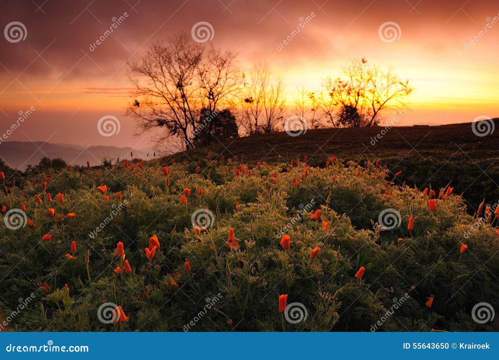 Poppy Fields stock photo. Image of horizon, cloud, grassland - 55643650