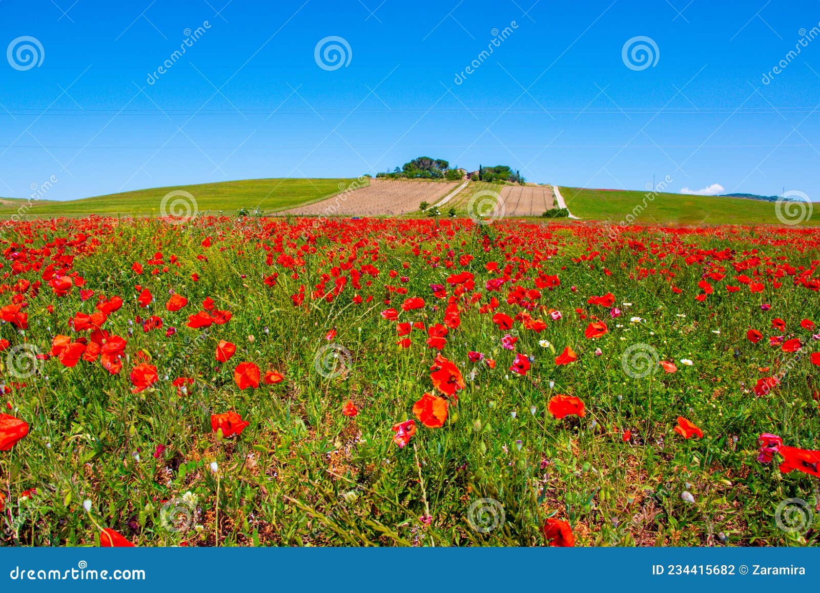 Poppy fields in tuscany stock photo. Image of italy - 234415682