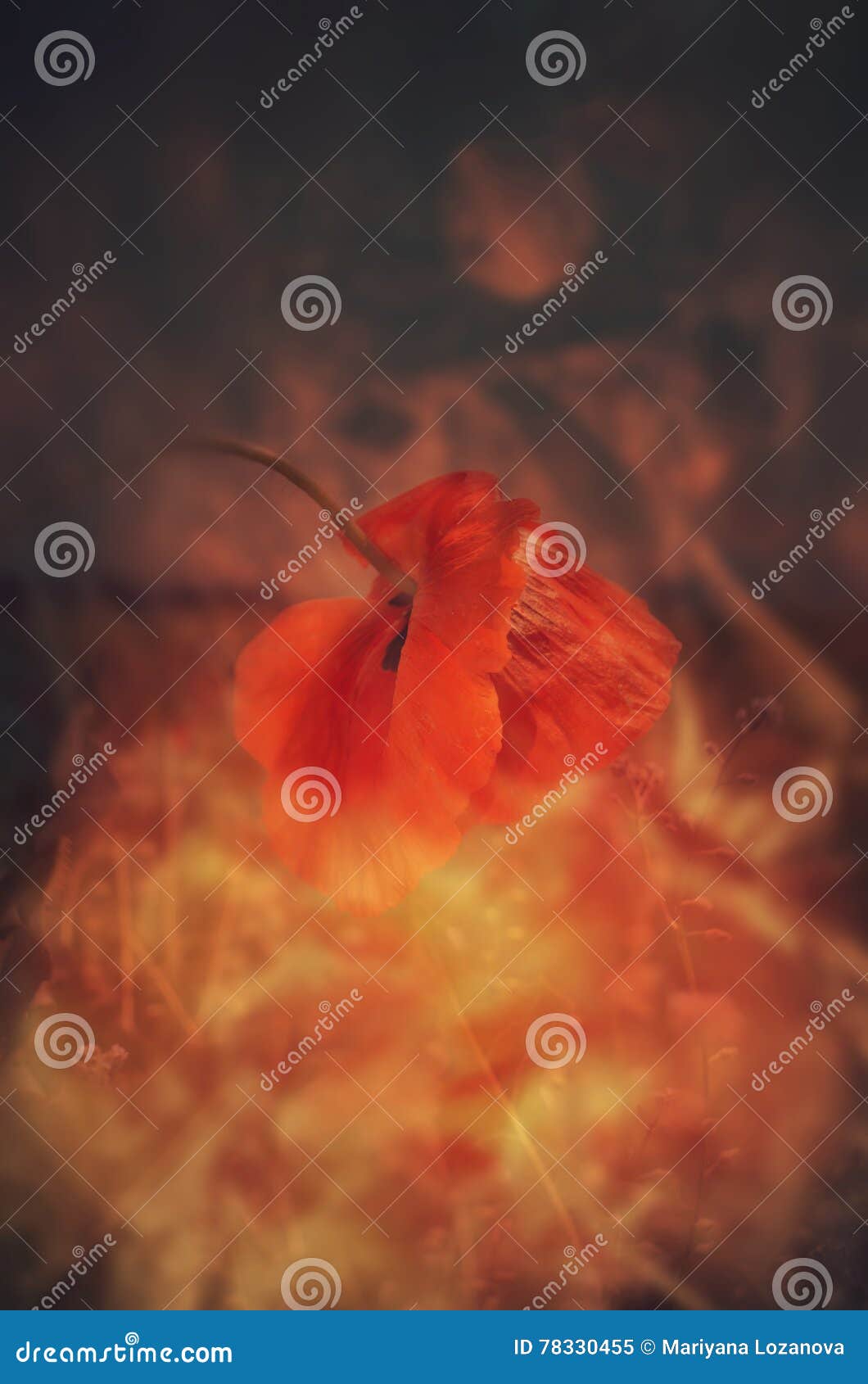 Poppy on fire stock image. Image of memories, fire, november - 78330455