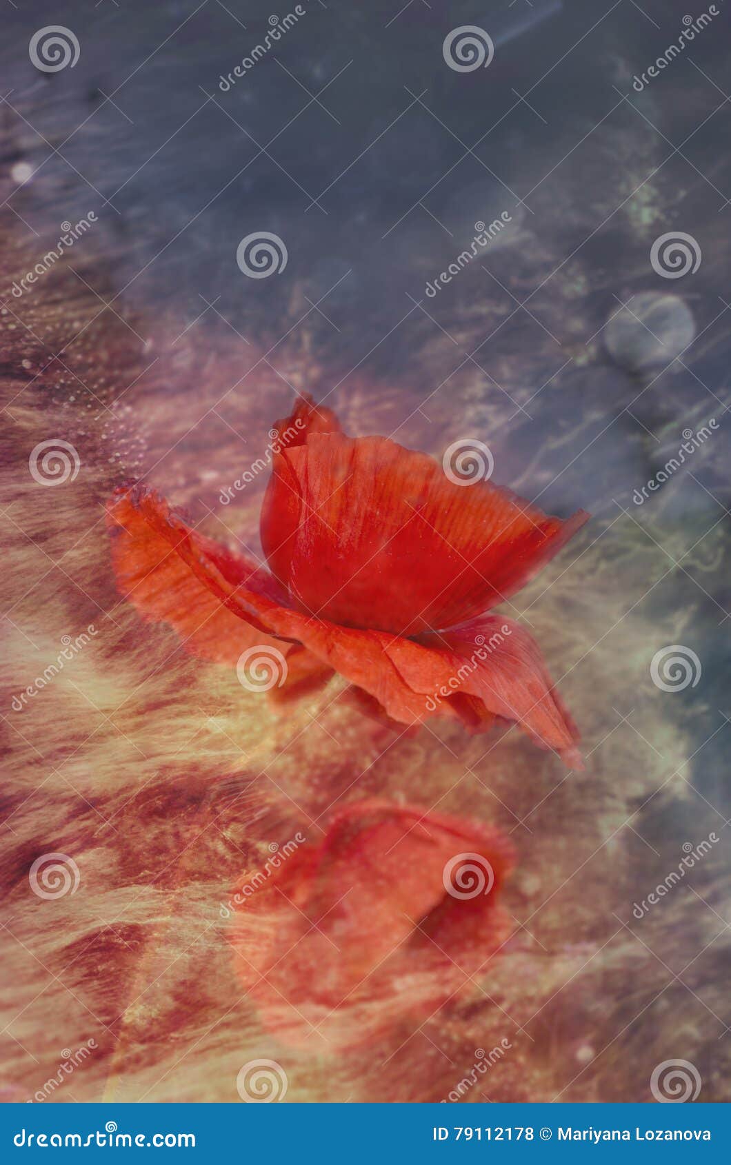 Poppy on fire stock photo. Image of corn, flower, nature - 79112178